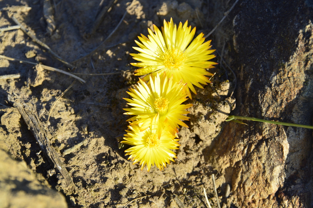 Bergeranthus multiceps in October 2022 by Andrew Higgs · iNaturalist