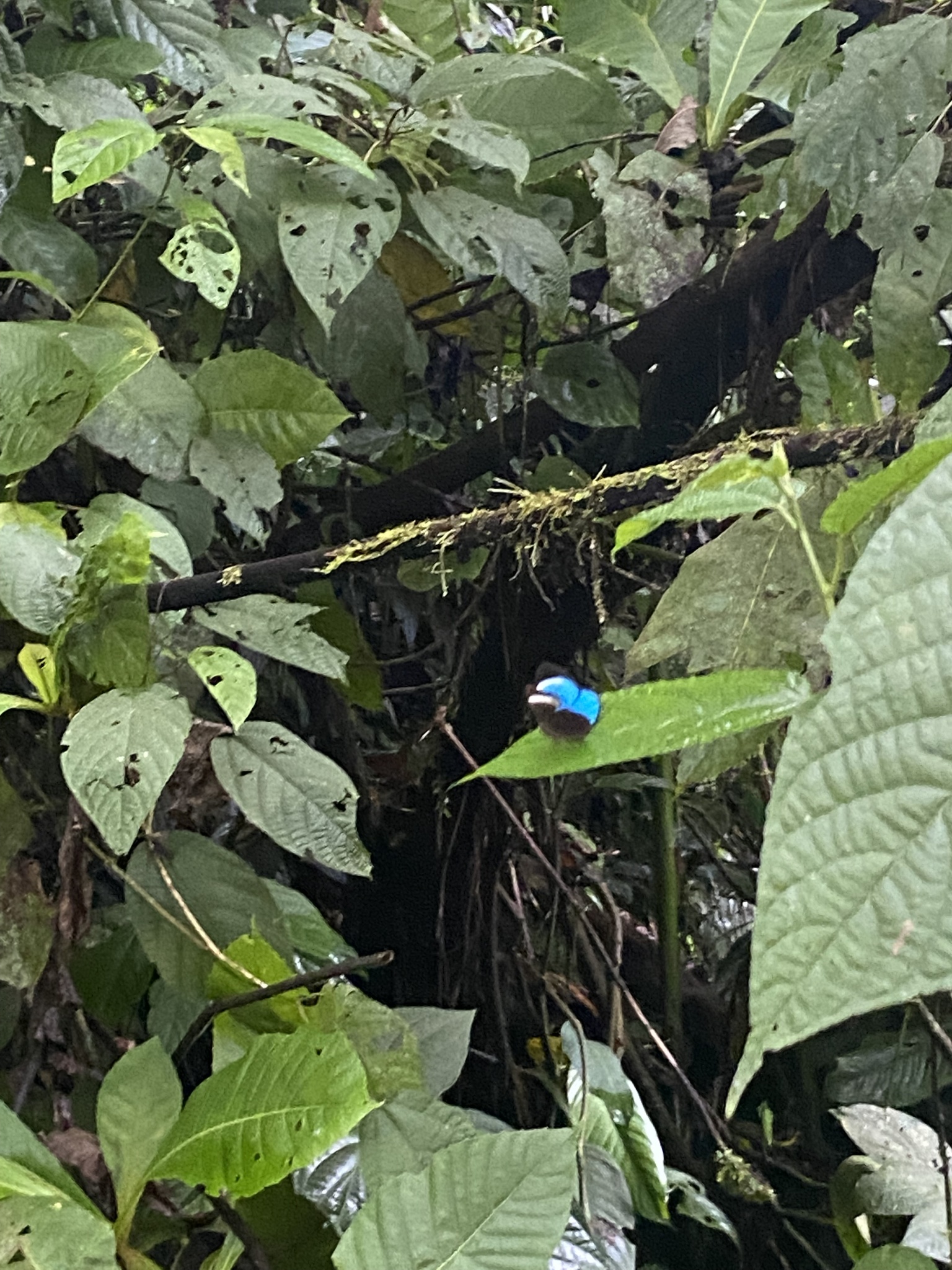 Mesosemia loruhama Hewitson, 1869