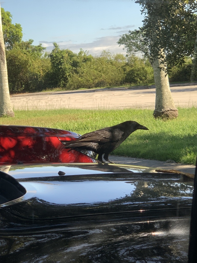 American Crow from Everglades National Park, Homestead, FL, US on ...