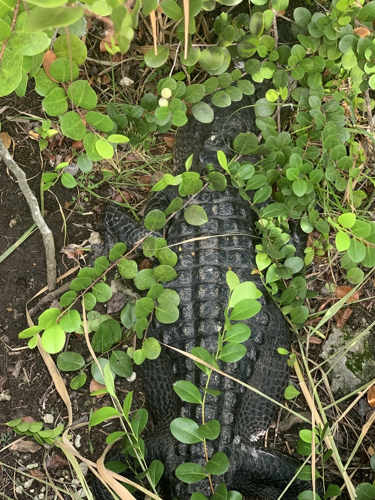 American Alligator from Everglades National Park, Homestead, FL, US on ...