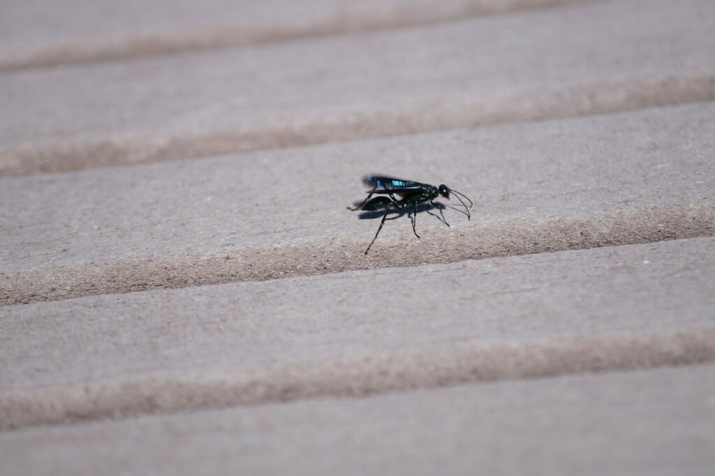 Nearctic Blue Mud-dauber Wasp from Miami-Dade County, FL, USA on ...