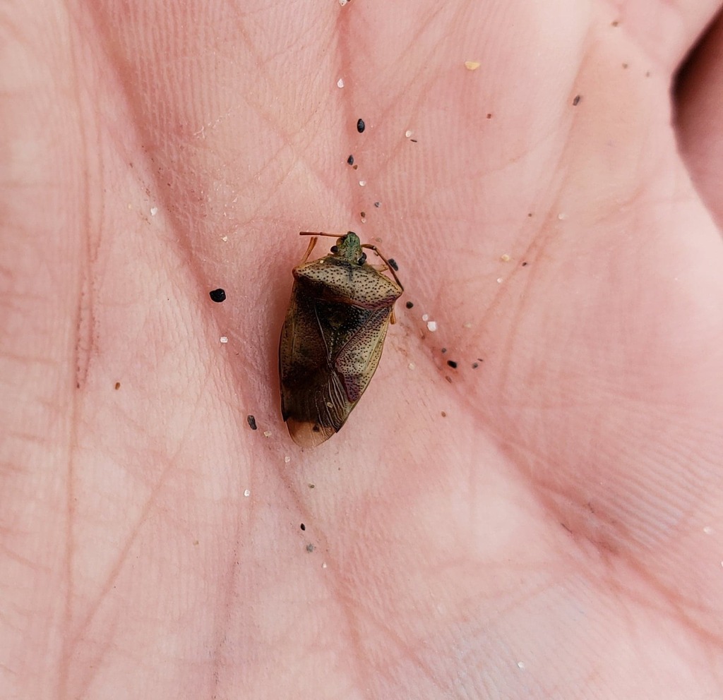 Red-cross Shield Bug from Brookings, OR 97415, USA on October 06, 2022 ...