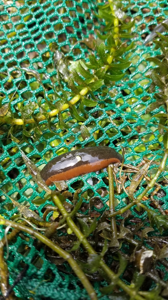 North American Medicinal Leech from 830 Horsehead, Monticello, FL 32344 ...