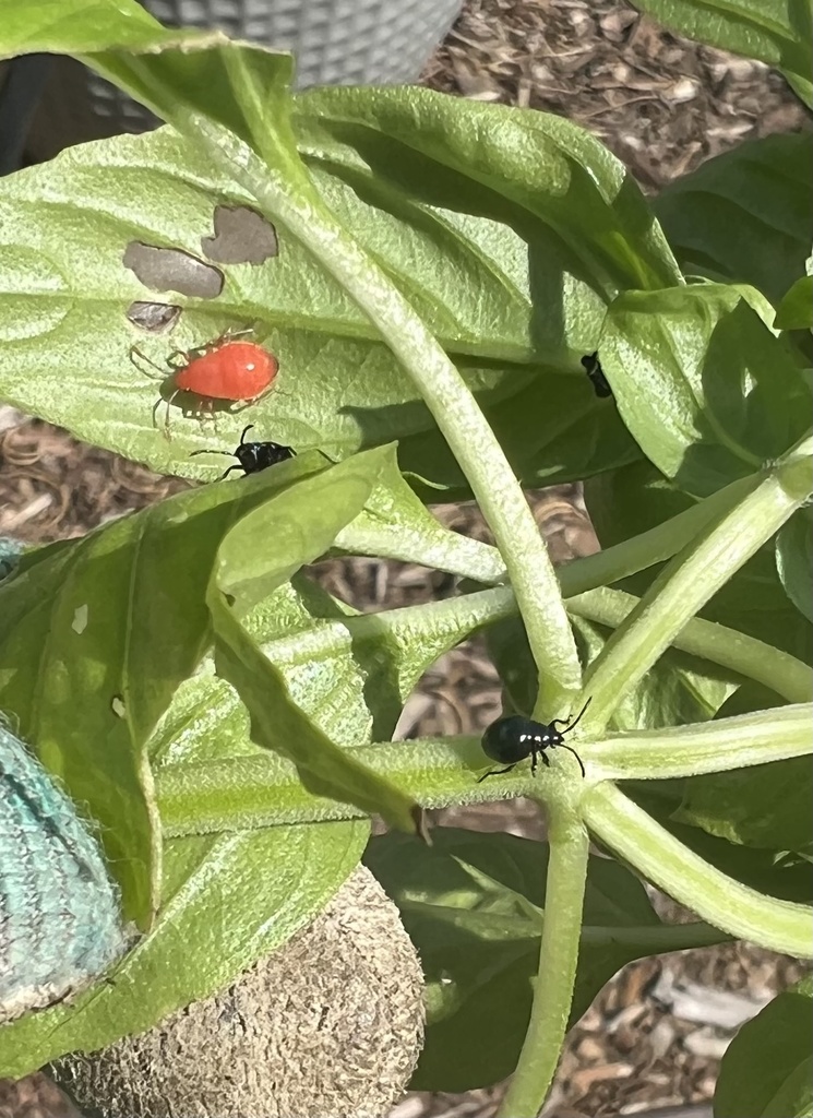 True Bugs in October 2022 by JenLiguori · iNaturalist