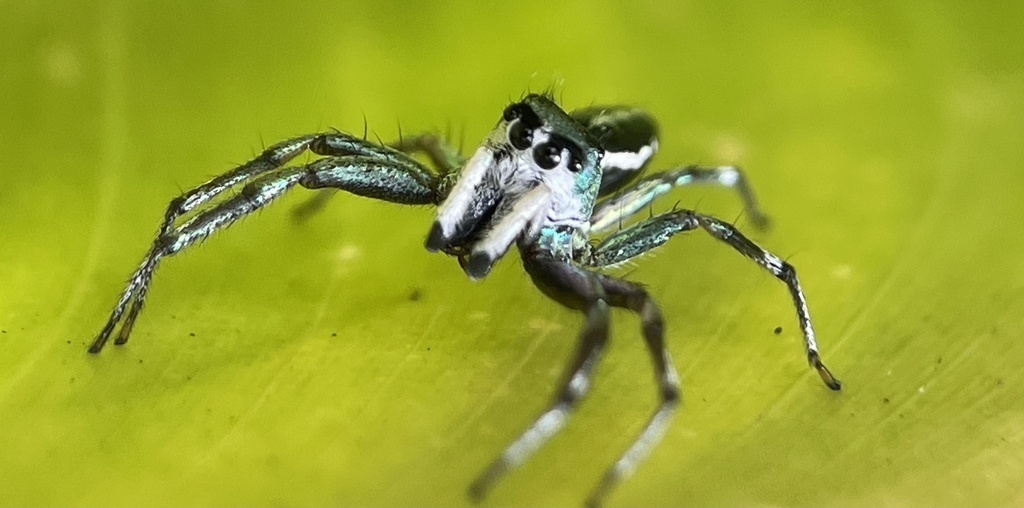 Sea-green Northern Jumper from Port Douglas QLD 4877, Australia on June ...