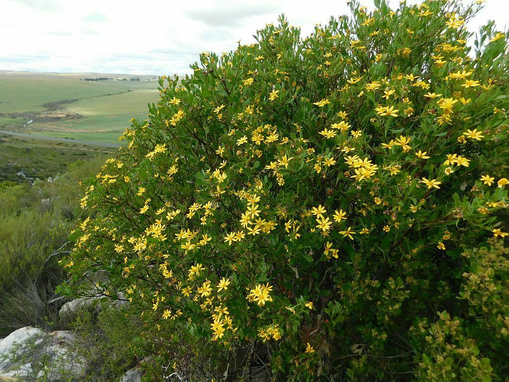 Bietou from Swellendam Hessekwaskloof, South Africa on September 25 ...