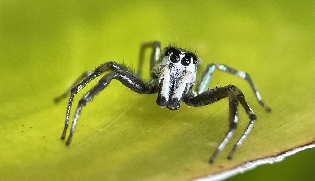 Sea-green Northern Jumper from Port Douglas QLD 4877, Australia on June ...