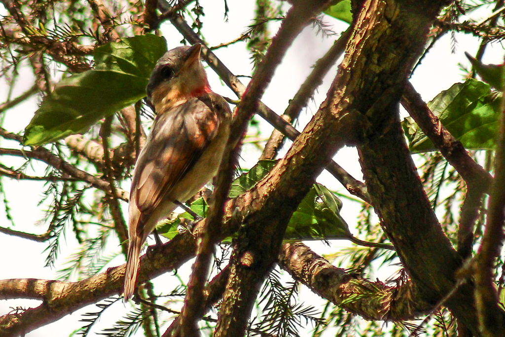 Rose-throated Becard from C. El Chaco 3200, Providencia, 44630 ...