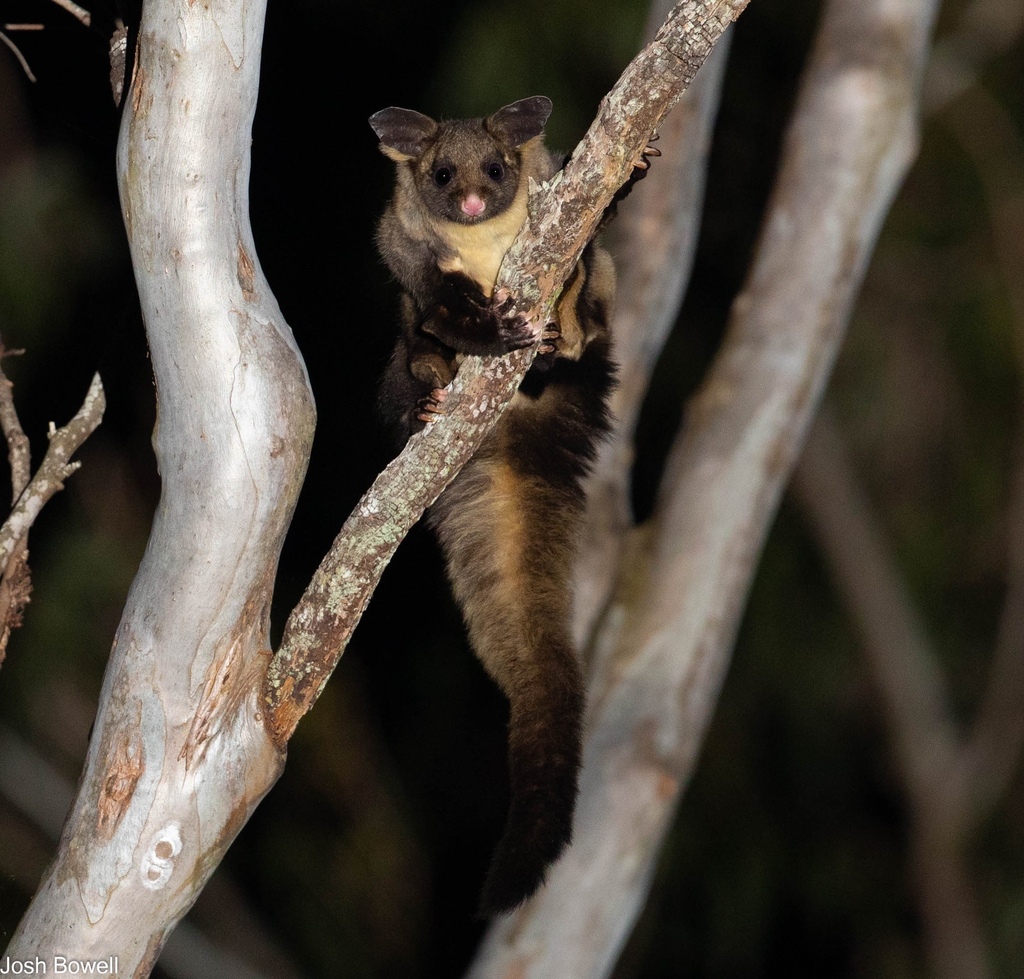 Southeastern Yellow-bellied Glider in September 2022 by Josh Bowell. 3 ...
