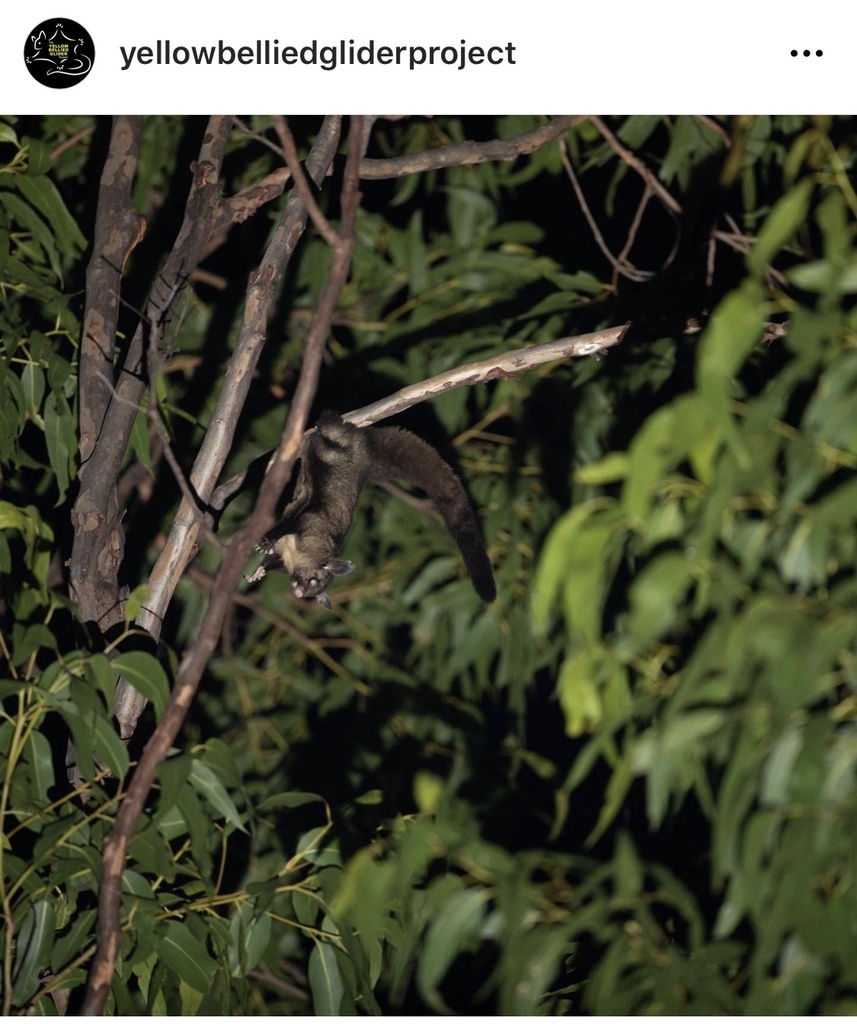 Southeastern Yellow-bellied Glider in March 2022 by Josh Bowell. 2 ...