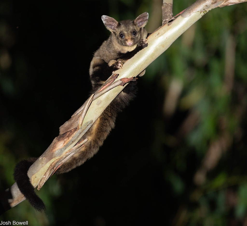 Southeastern Yellow-bellied Glider in January 2022 by Josh Bowell. 2 ...