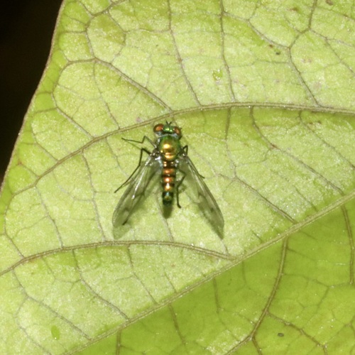 Condylostylus quadriseriatus · iNaturalist