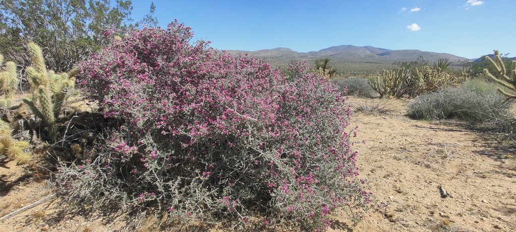 Littleleaf Rhatany from San Diego County, CA, USA on October 08, 2022 ...
