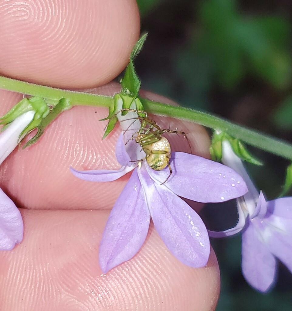 Mangora from Morgan County, TN, USA on September 12, 2022 at 09:24 AM ...