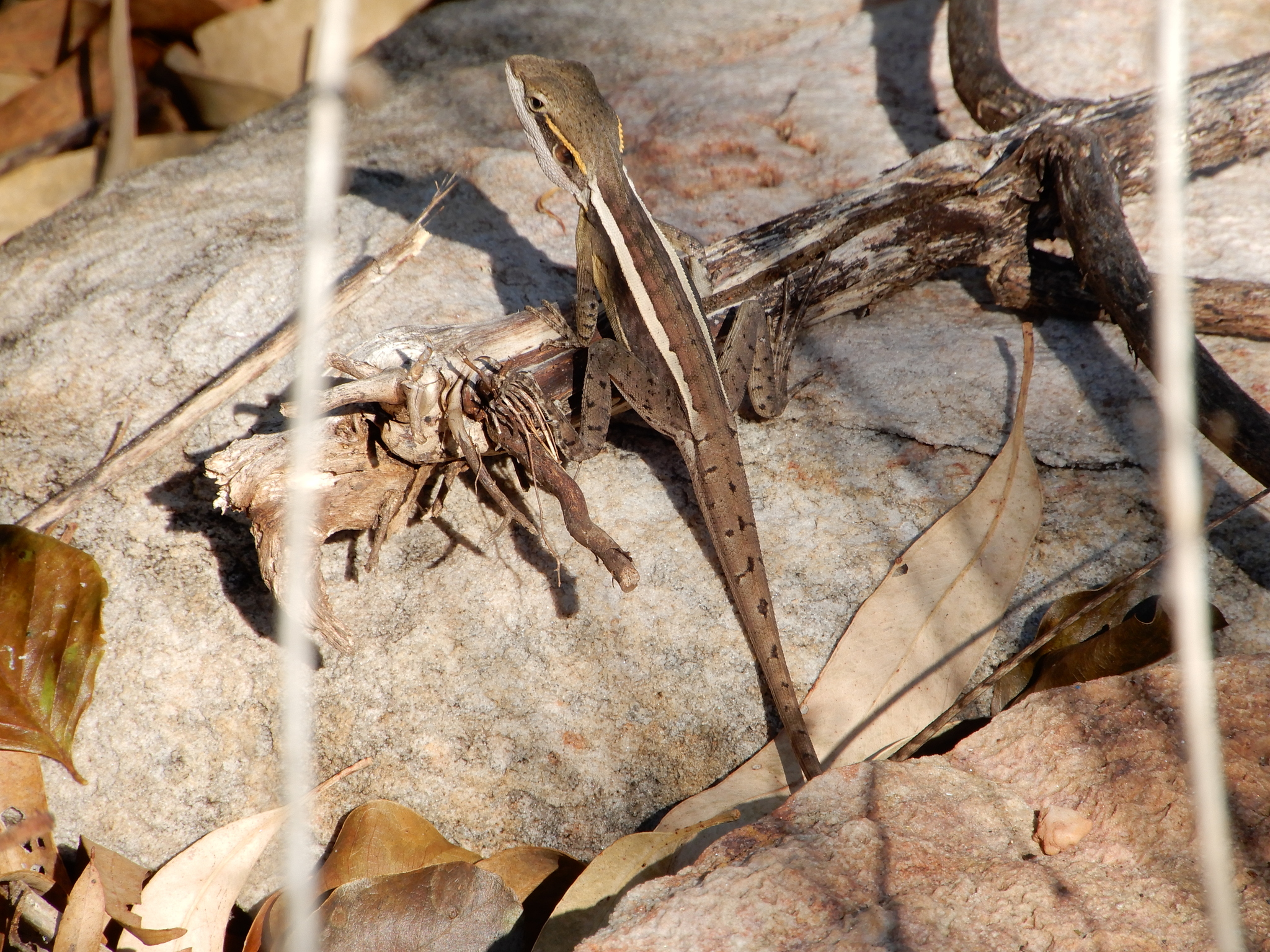 Lophognathus gilberti Gray, 1842