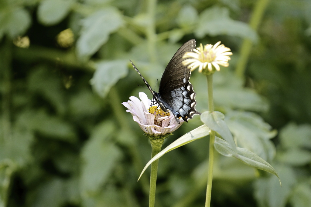 Eastern Tiger Swallowtail from Wake, North Carolina, United States on ...