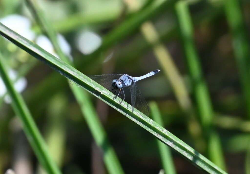 Little Blue Dragonlet from Calhoun County, TX, USA on October 08, 2022 ...