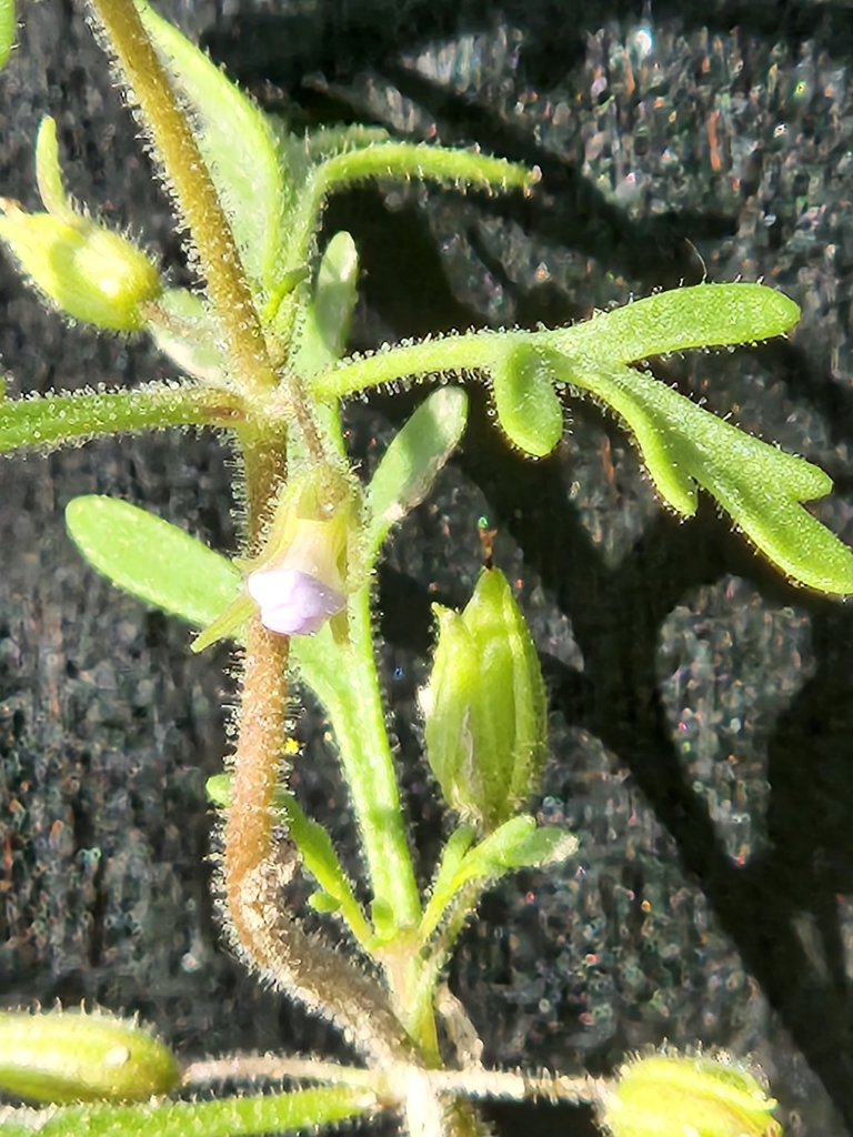 Obi-Wan conobea in October 2022 by Jo Roberts · iNaturalist