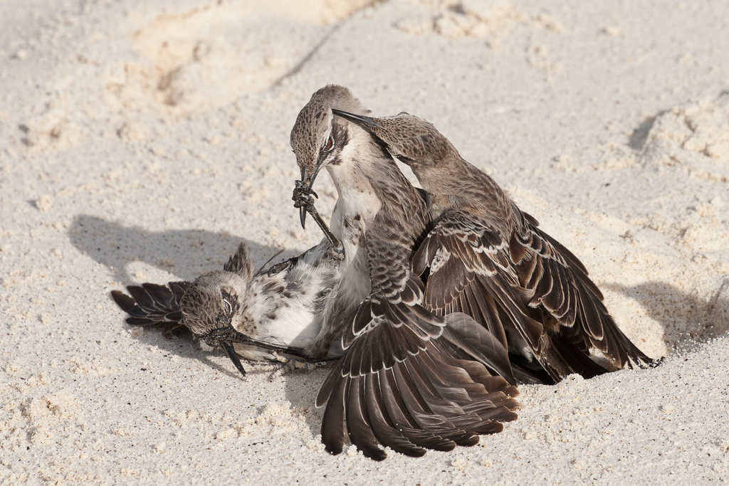 Española Mockingbird in August 2010 by Greg Lasley. Hood Mockingbird ...