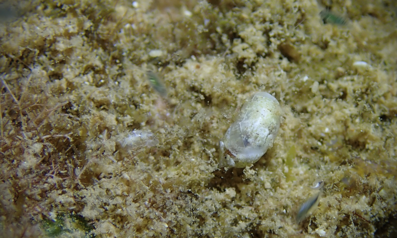 Diniatys dentifer (A.Adams, 1850)