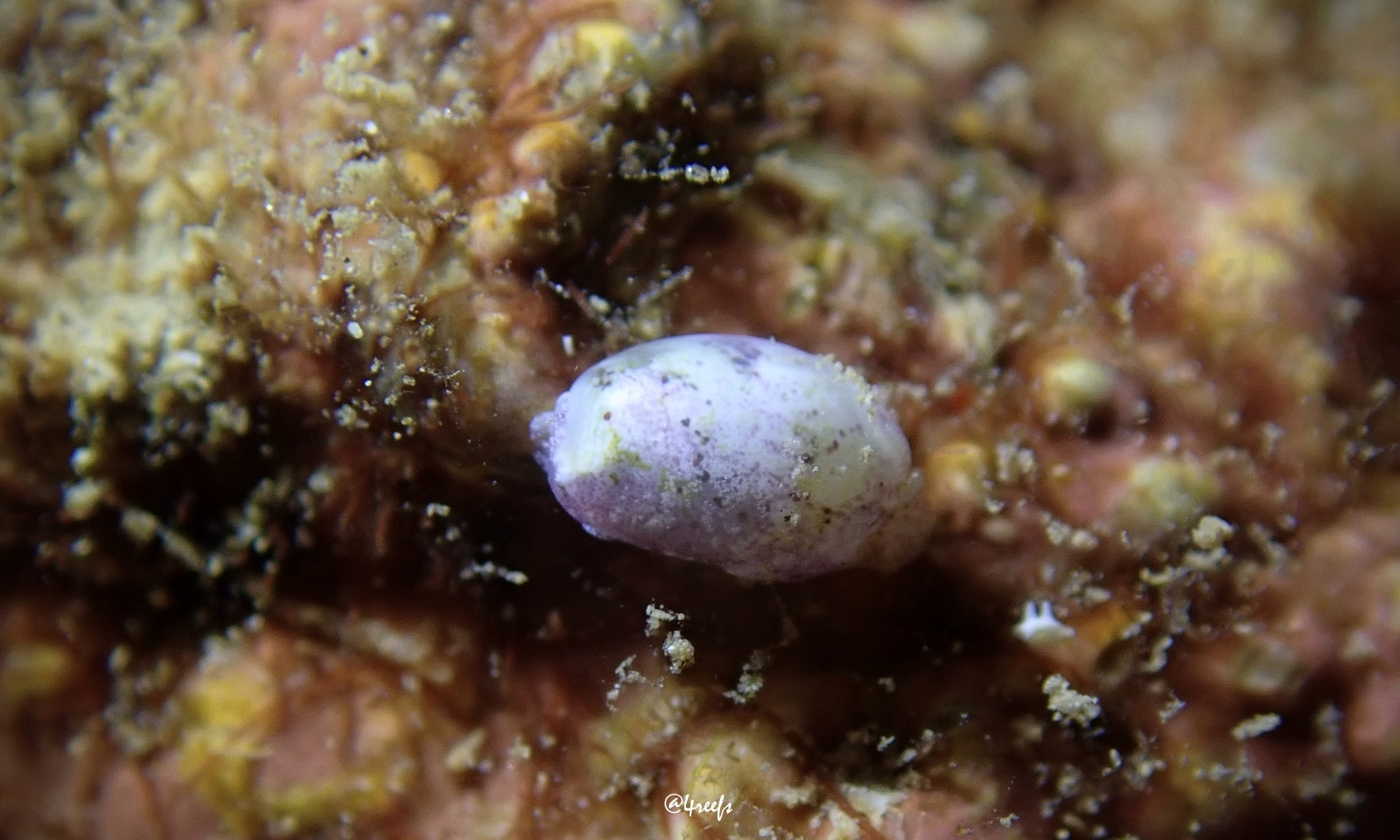 Diniatys dentifer (A.Adams, 1850)