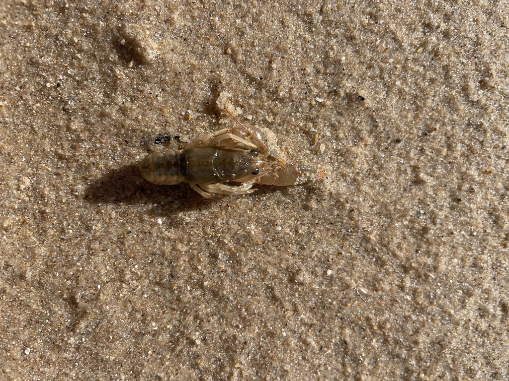 Northern Clearwater Crayfish from Wilderness State Park, Carp Lake, MI ...
