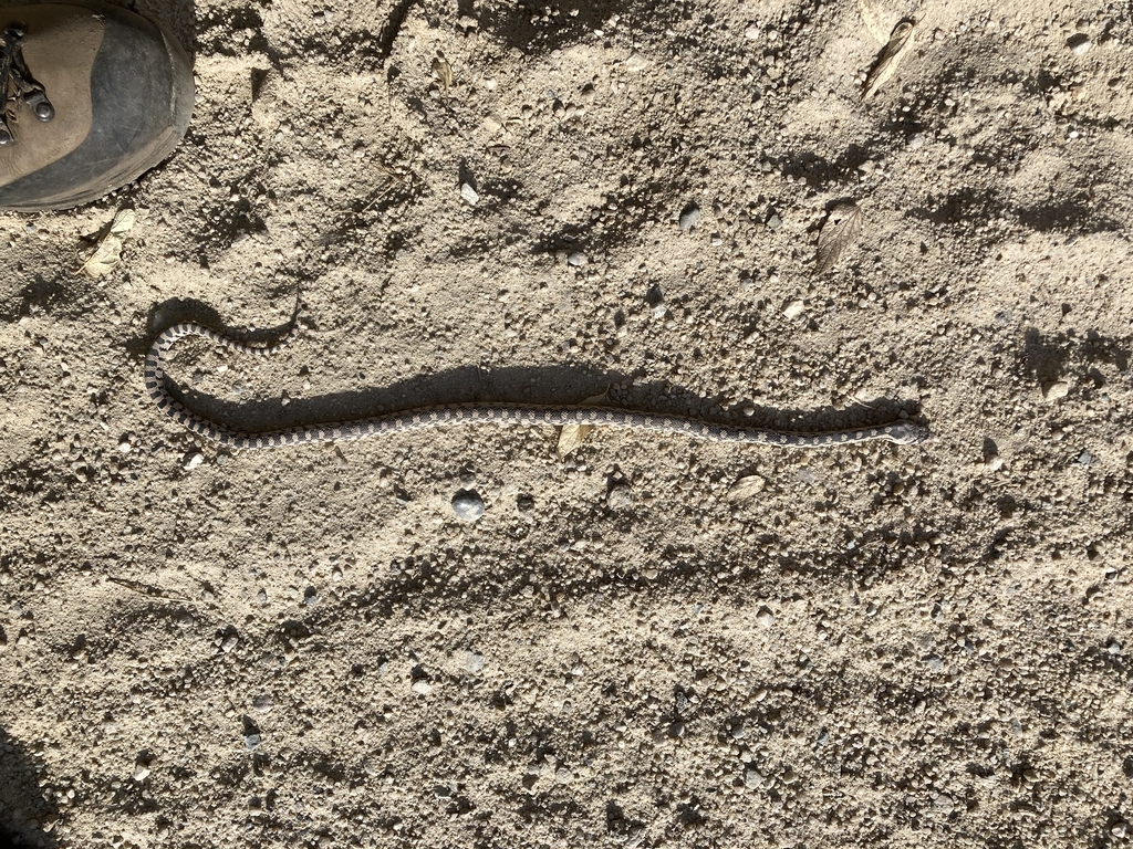 Great Basin Gopher Snake from Boise County, ID, USA on October 8, 2022 ...
