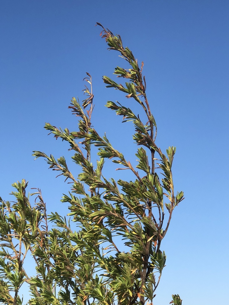 Baycedar from Canaveral National Seashore, Cape Canaveral, FL, US on ...