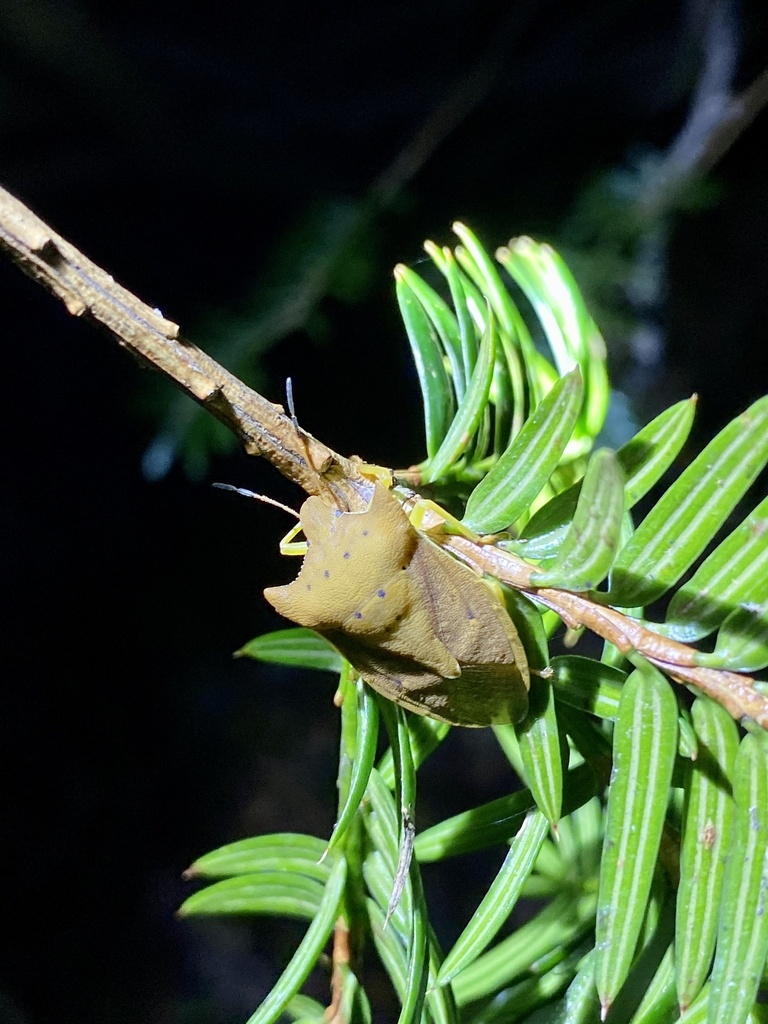 Lelia decempunctata from 今寺, 大飯郡高浜町, 福井県, JP on September 10, 2021 at ...