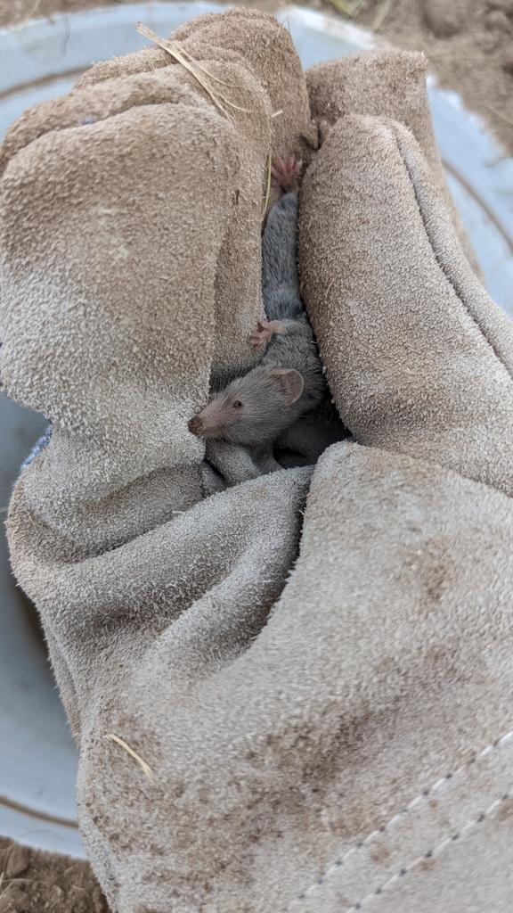 Crawford's Gray Shrew from Alpine, TX 79830, USA on October 08, 2022 at ...