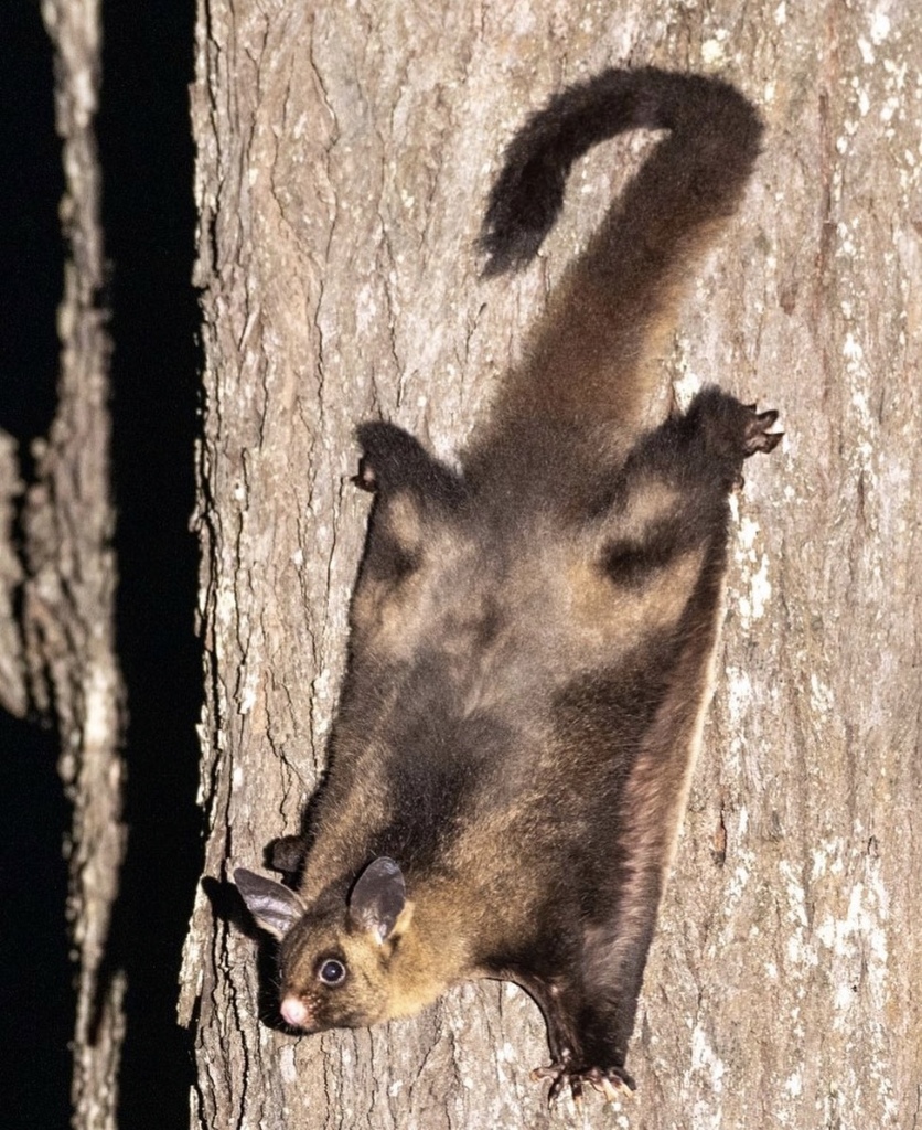 Southeastern Yellow-bellied Glider in February 2021 by Josh Bowell ...