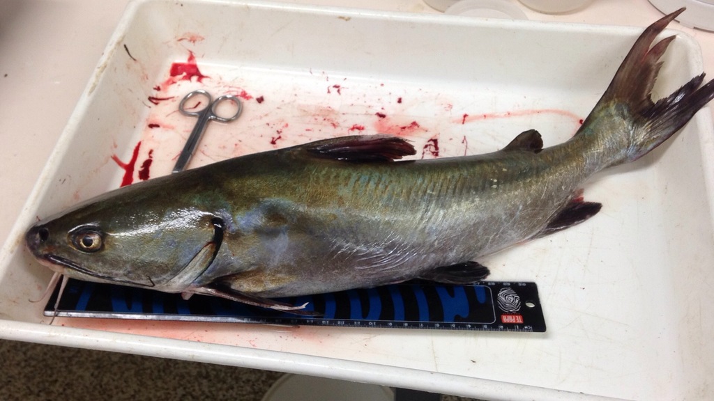 (Pararius) - Marine Life Identification