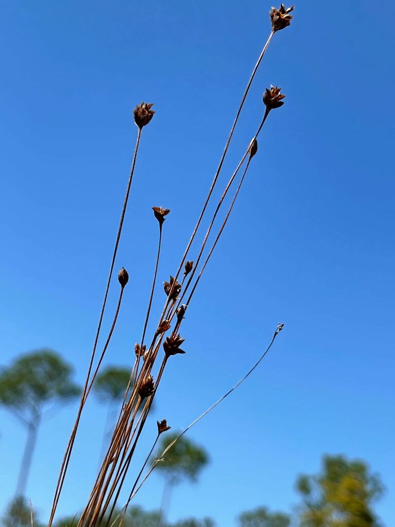 Drummond's yellow-eyed grass from Jackson, Mississippi, United States ...