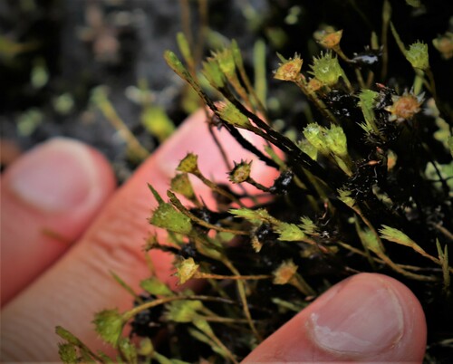 Campylopus exasperatus · iNaturalist