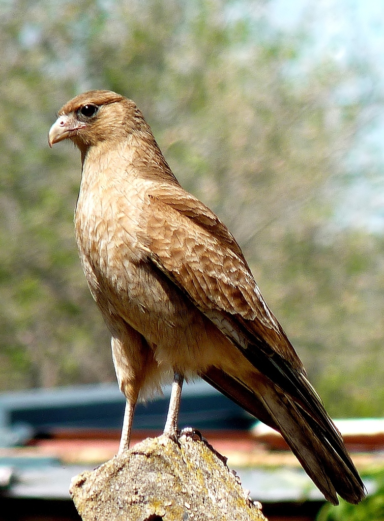 Chimango Caracara from Provincia de Buenos Aires, (azc) on October 02 ...