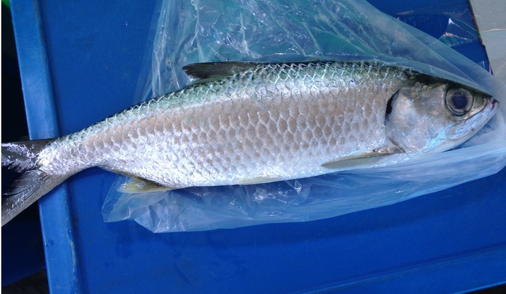 Indo-Pacific Tarpon from Brisbane QLD, Australia on February 25, 2017 ...