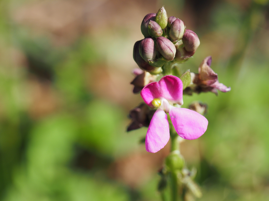 Common Bean from Cuernavaca, Morelos, Mexiko on October 8, 2022 at 04: ...