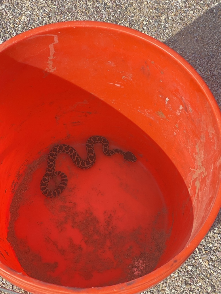 Southern Pacific Rattlesnake from Border Field State Park, San Diego ...