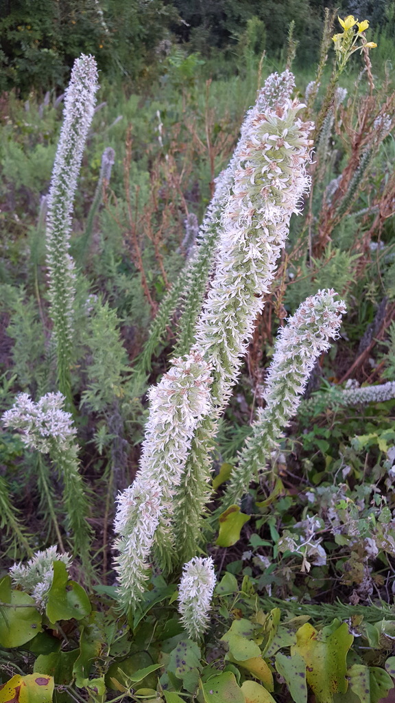 pink-scale blazing star (Liatris hesperelegans) - Botanical Realm