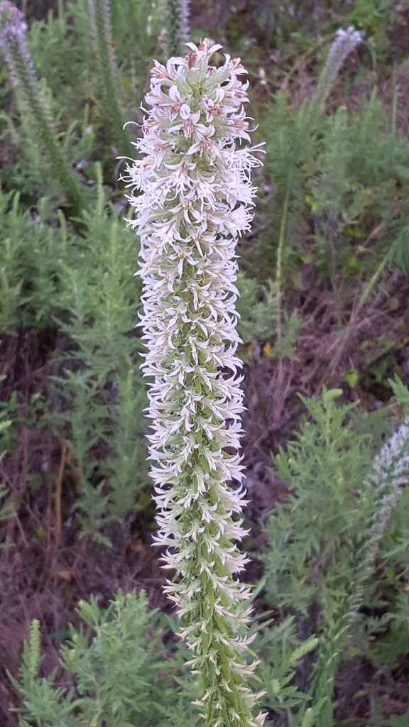 pink-scale blazing star (Liatris hesperelegans) - Botanical Realm