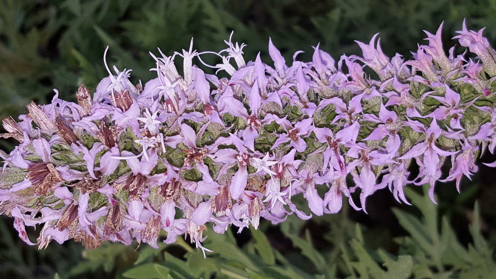 pink-scale blazing star (Liatris hesperelegans) - Botanical Realm
