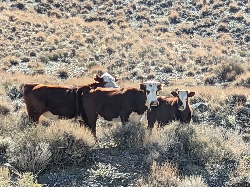 Domestic Cattle from Esmeralda County, US-NV, US on October 8, 2022 at ...