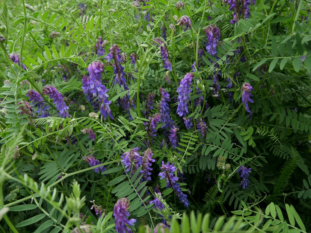 Vetches from Whistler, BC V8E, Canada on July 19, 2022 at 08:32 AM by ...