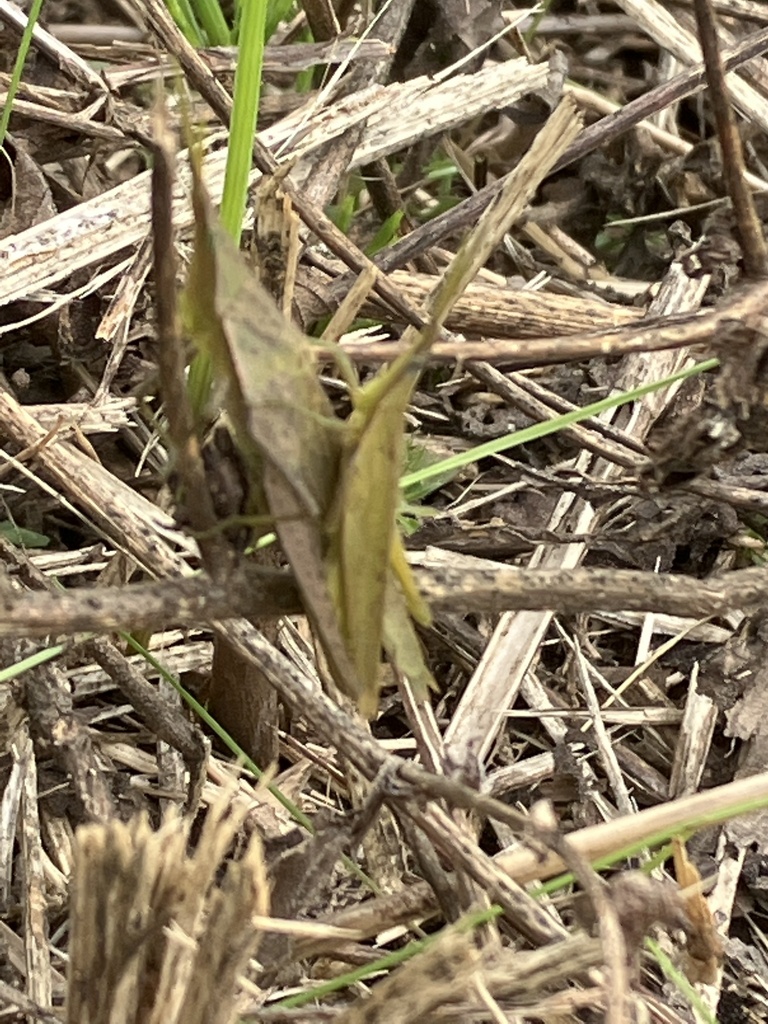 Atractomorpha lata from 二ツ宮, さいたま市西区, 埼玉県, JP on October 09, 2022 at 11 ...