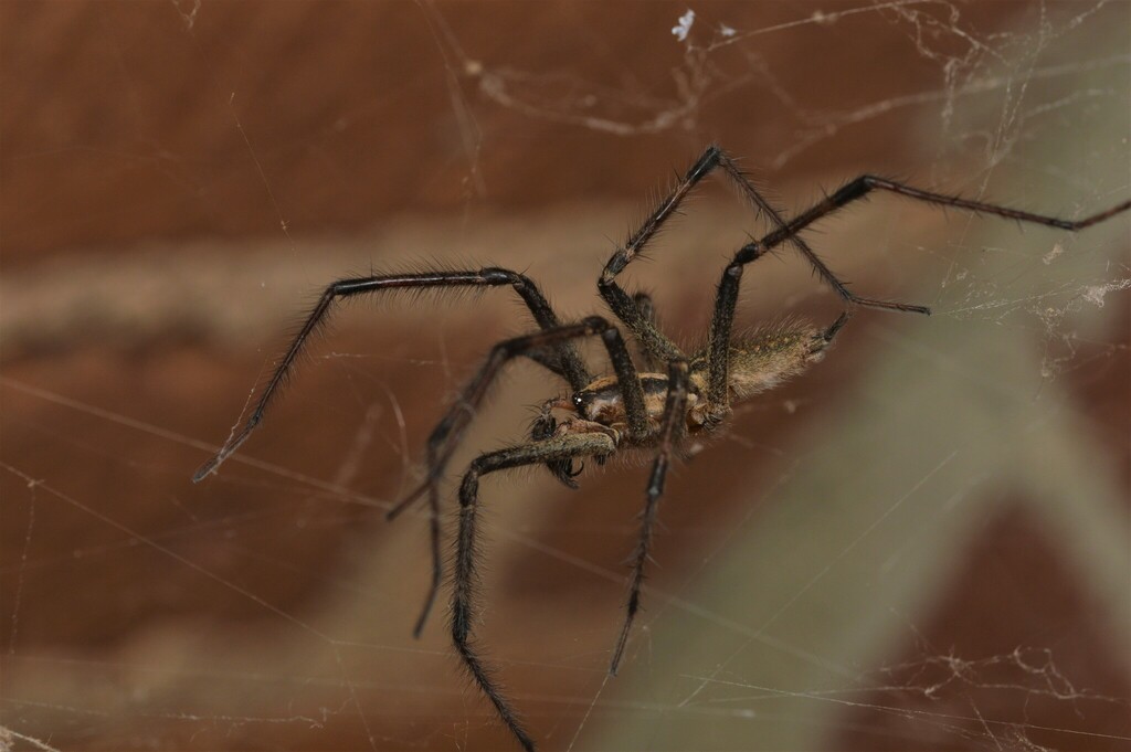 Grass Spiders from Rural Hall, NC, USA on August 11, 2022 at 10:54 PM ...
