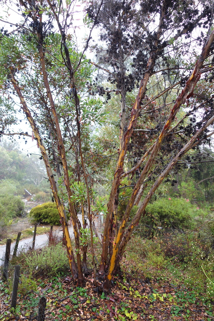 spider gum (Eucalyptus conferruminata) - Botanical Realm