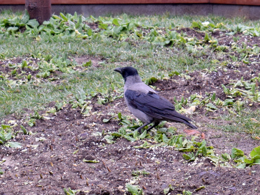 Hooded Crow from European Side, İstanbul, Turkey on January 17, 2017 at ...