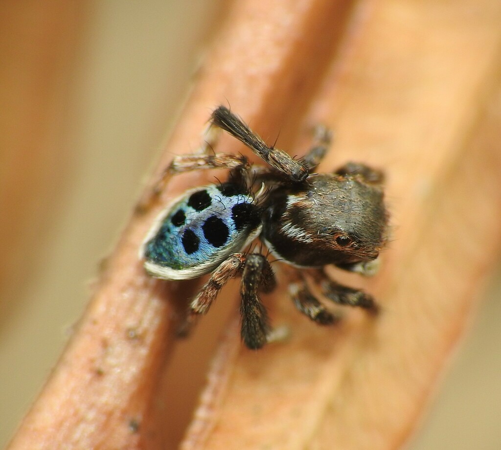 Black-spotted Peacock Spider from Talegalla Weir QLD 4650, Australia on ...