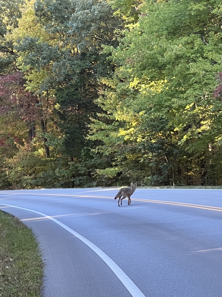 Coyote from Mammoth Cave National Park, Cub Run, KY, US on October 8 ...