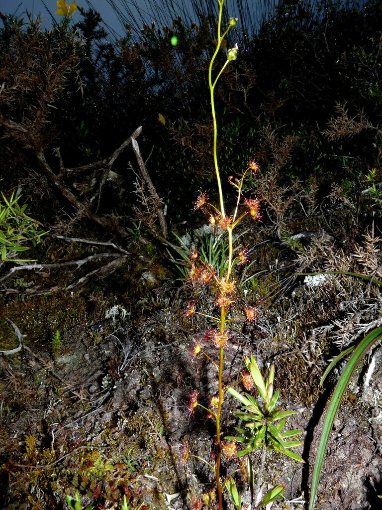 Tall sundew from Pūponga 7073, New Zealand on October 08, 2022 at 11:10 ...